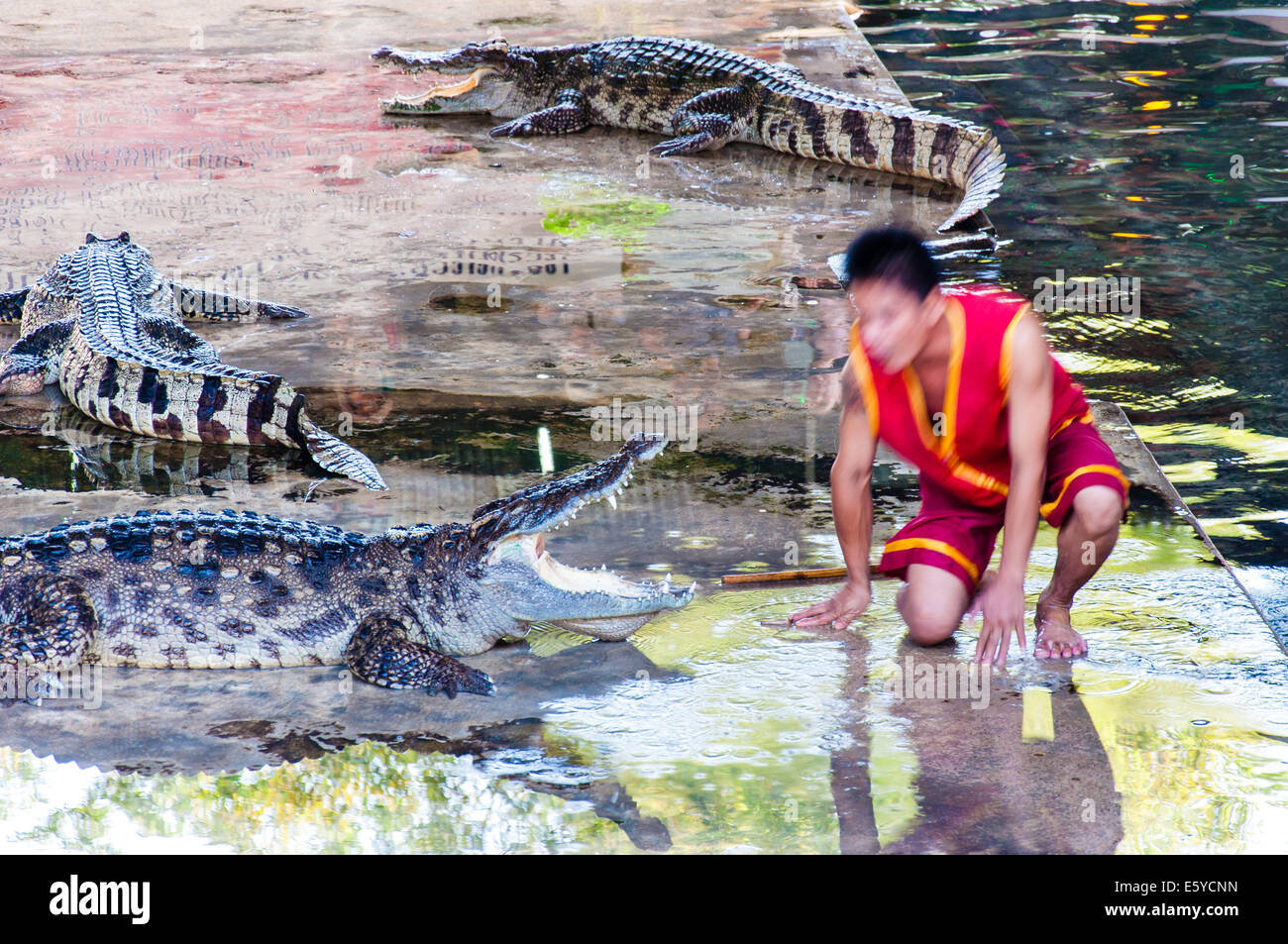 Crocodile show at Samphran Crocodile Farm on May 24, 2014 in Nakhon ...