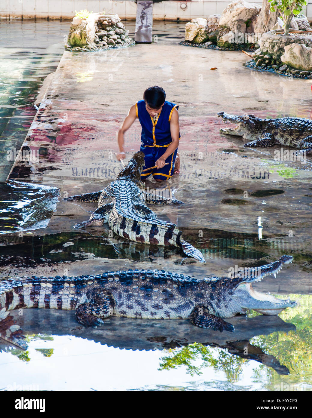 Crocodile show at Samphran Crocodile Farm on May 24, 2014 in Nakhon ...
