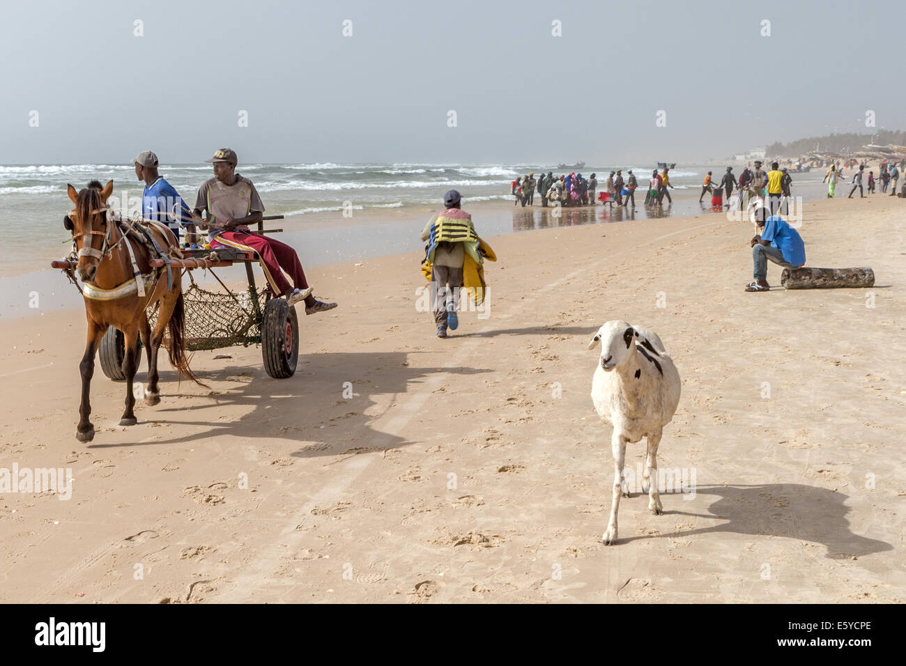 Senegal sheep hi-res stock photography and images - Alamy