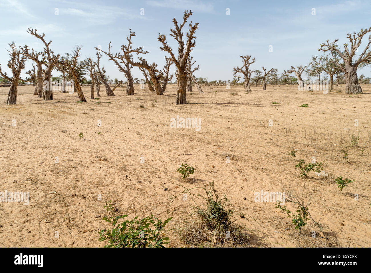Baobab forest, Senegal Stock Photo - Alamy