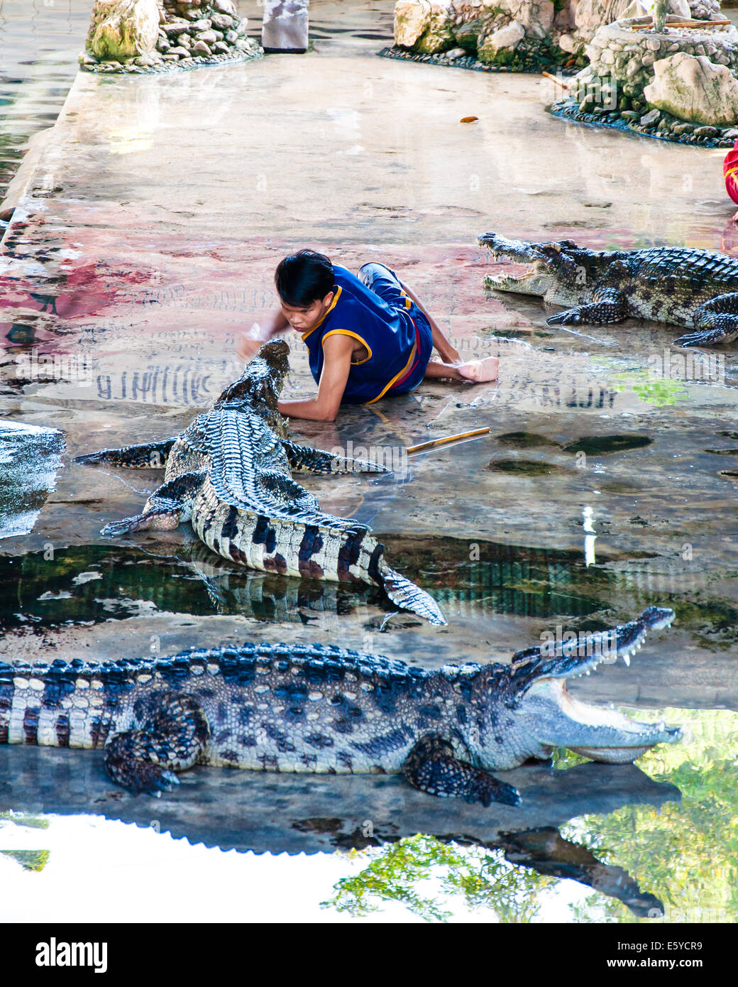 Crocodile show at Samphran Crocodile Farm on May 24, 2014 in Nakhon ...