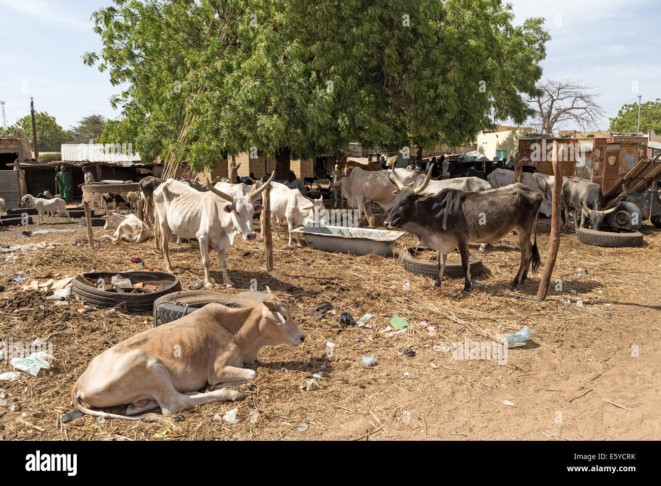 Longhorn cows, Ngoumba village, market, Senegal Stock Photo - Alamy