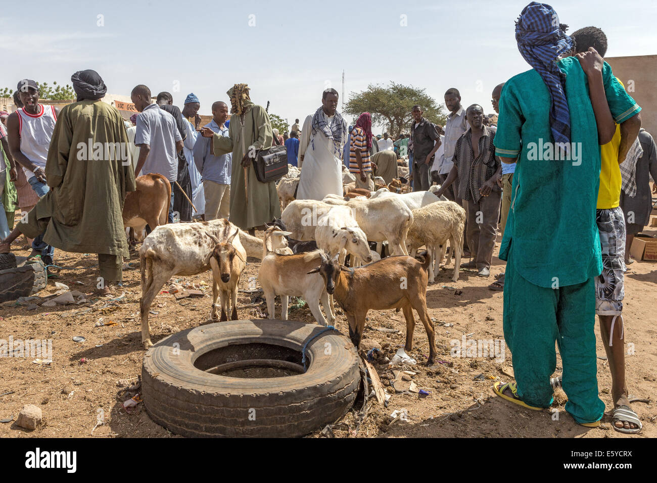 Goats & locals, Ngoumba village, market, Senegal Stock Photo - Alamy