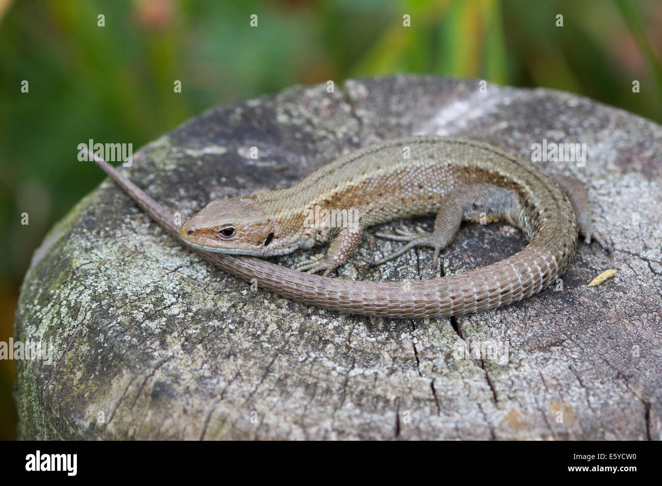 Viviparous common lizard hi-res stock photography and images - Alamy