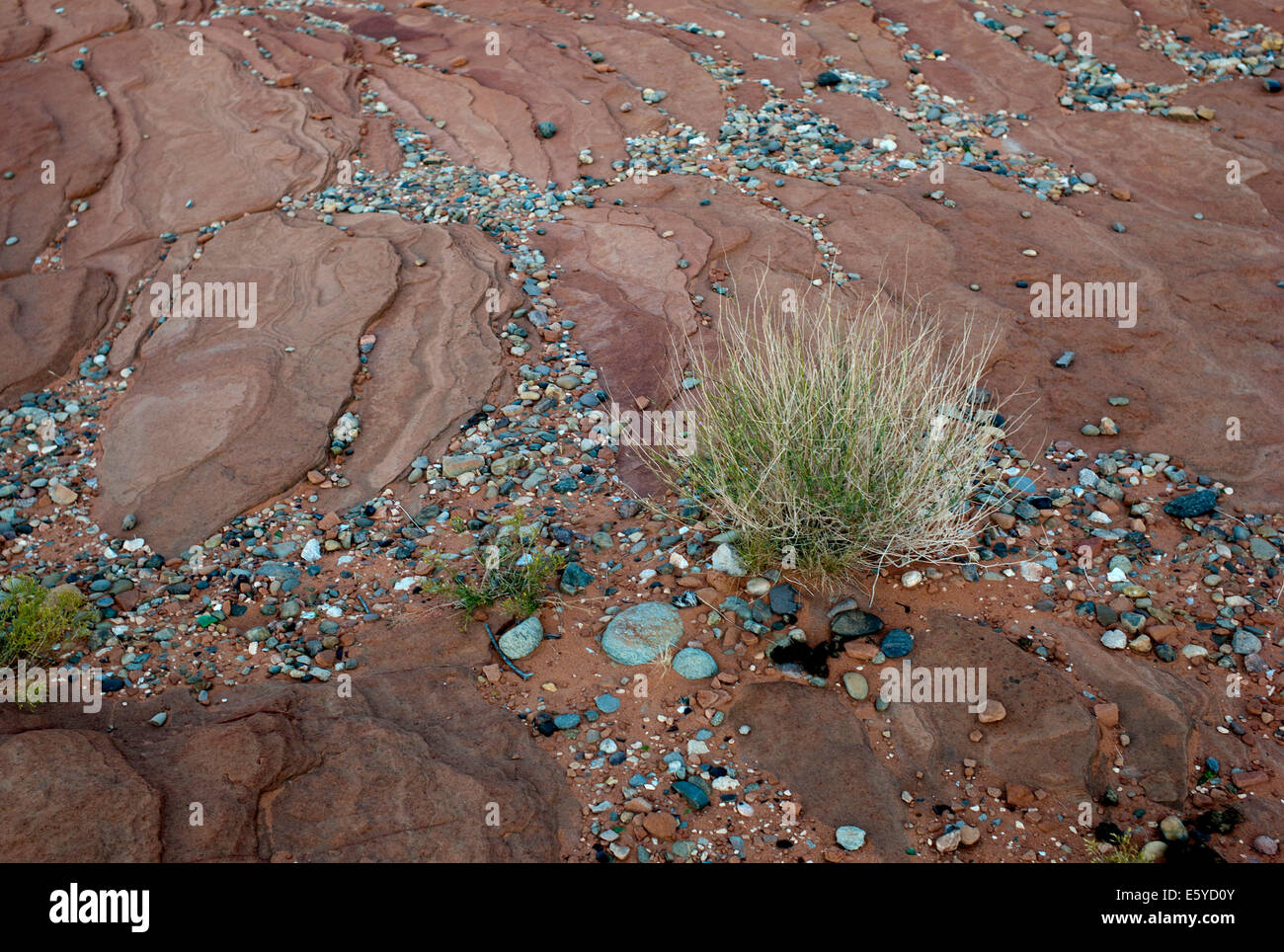 Pebbles on the rock, Arizona, USA Stock Photo - Alamy