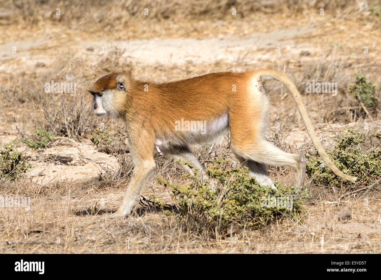 Red monkey, aka Patas monkey, dancing red monkey, hussar monkey ...