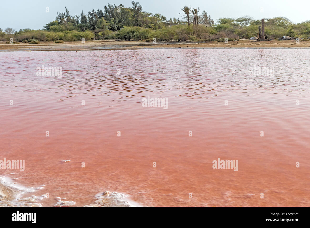Red salt lake due to Red Dunaliella salina algae, (not Lac Rose ...