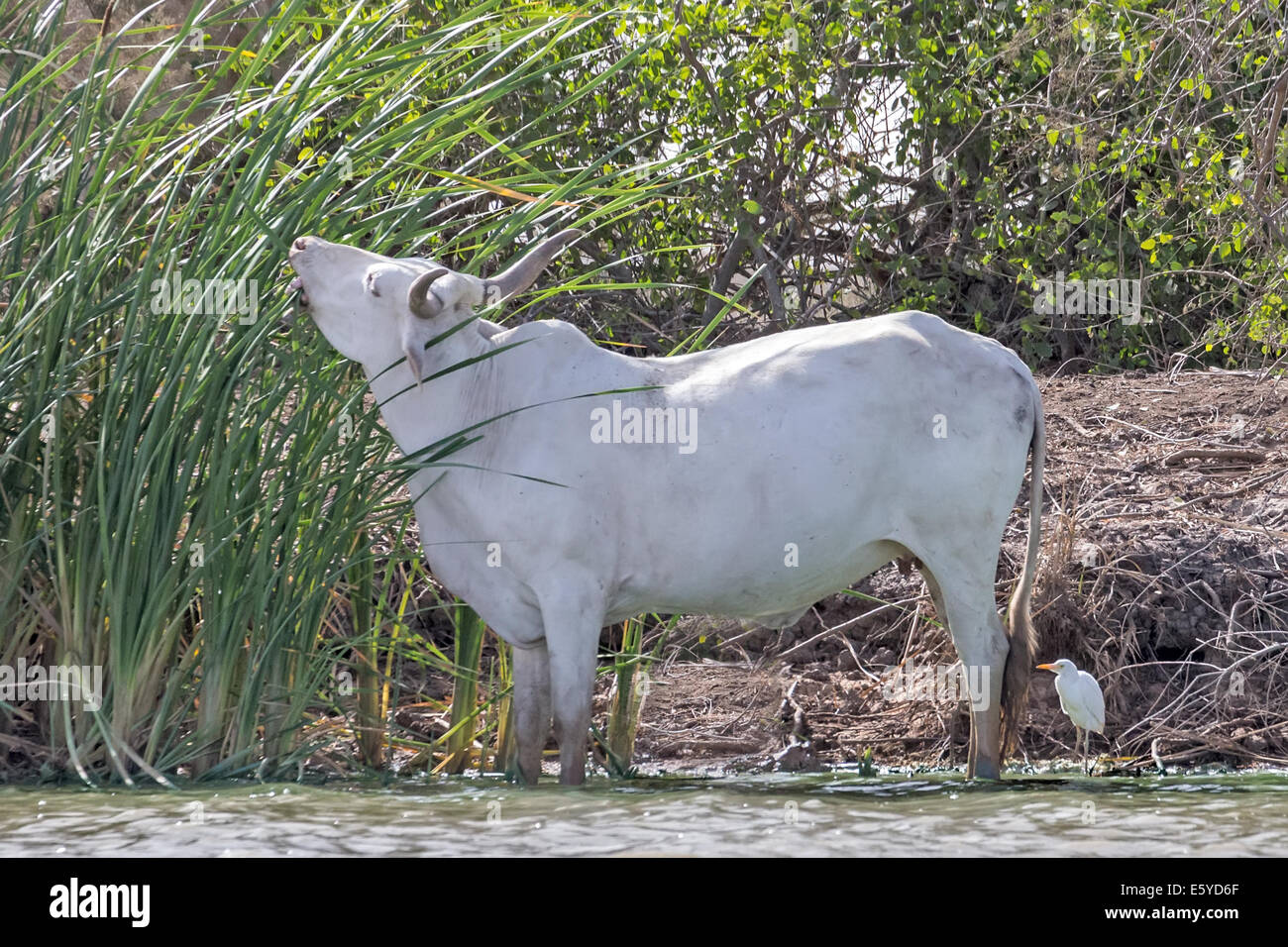 Brahman Cow with cattle egret, Bubulcus ibis, Djoudj National Bird ...