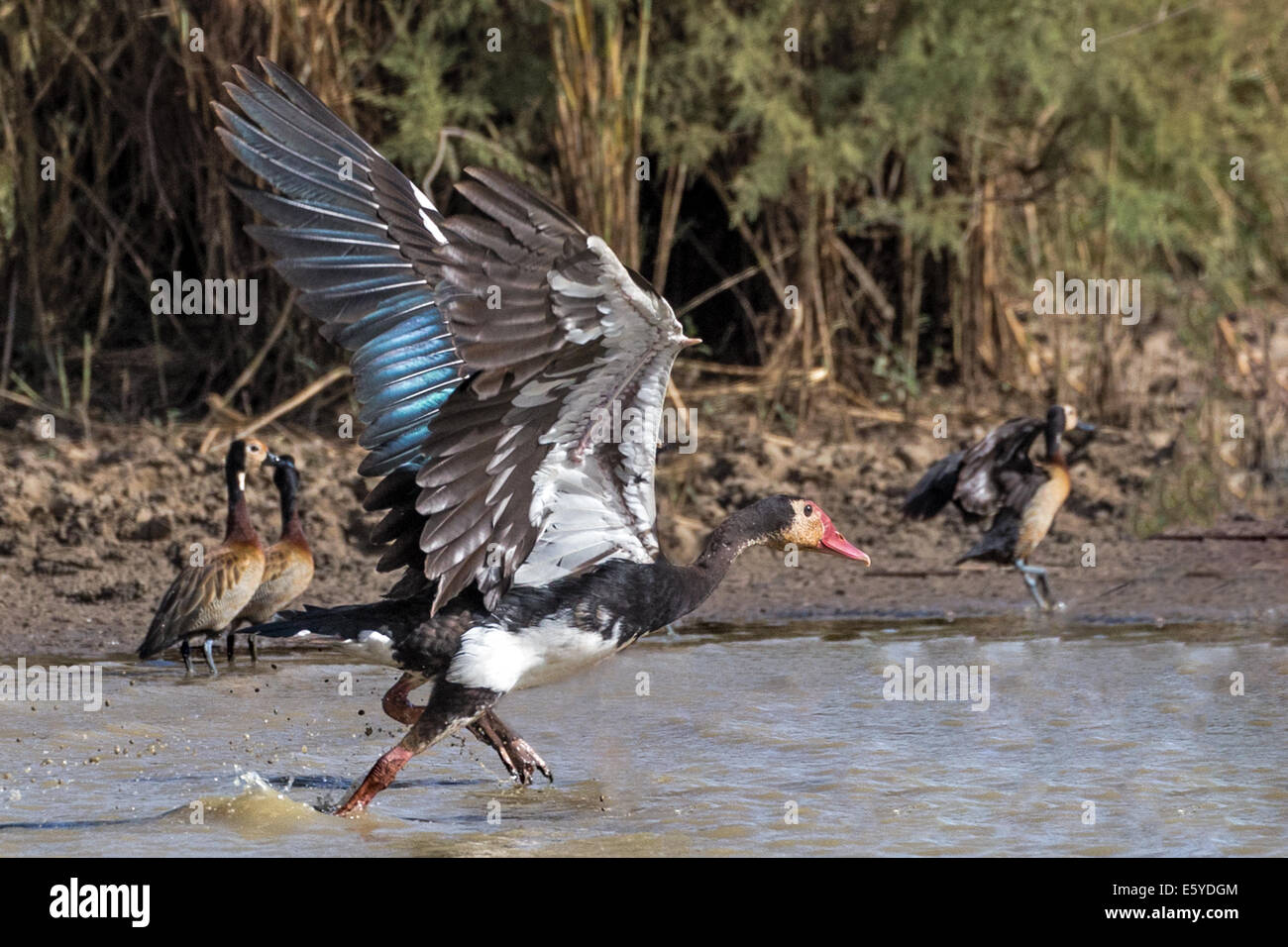 Spur-winged Goose aka Gambian Goose, Plectropterus gambensis, Djoudj ...
