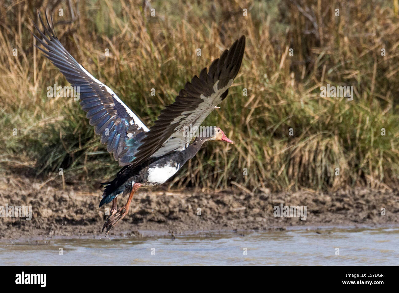 Spur-winged Goose aka Gambian Goose, Plectropterus gambensis, Djoudj ...