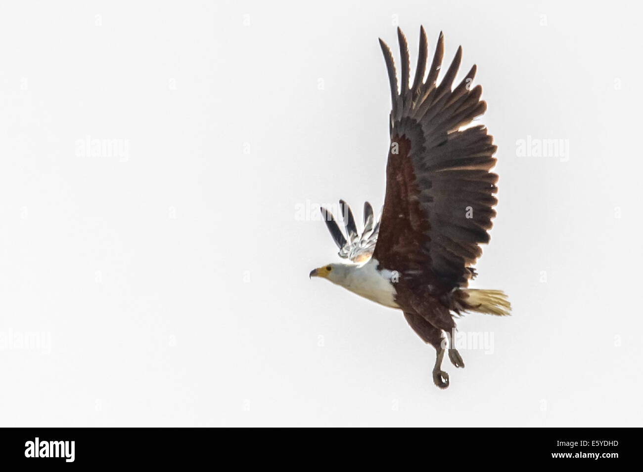 African Fish Eagle, Haliaeetus vocifer, aka African sea eagle, Djoudj ...