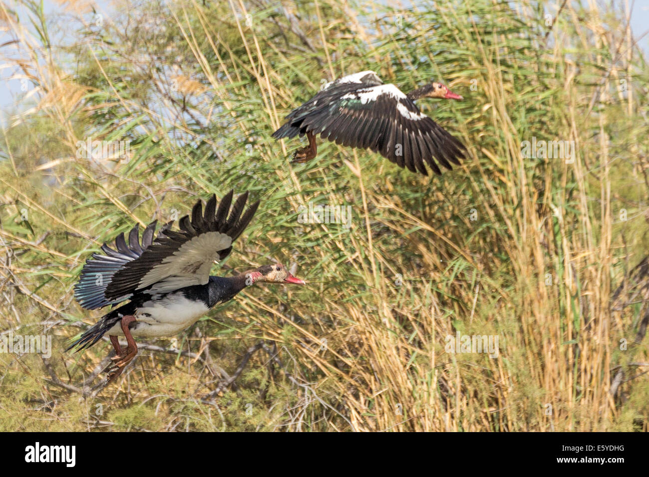 Spur-winged Goose aka Gambian Goose, Plectropterus gambensis, Djoudj ...