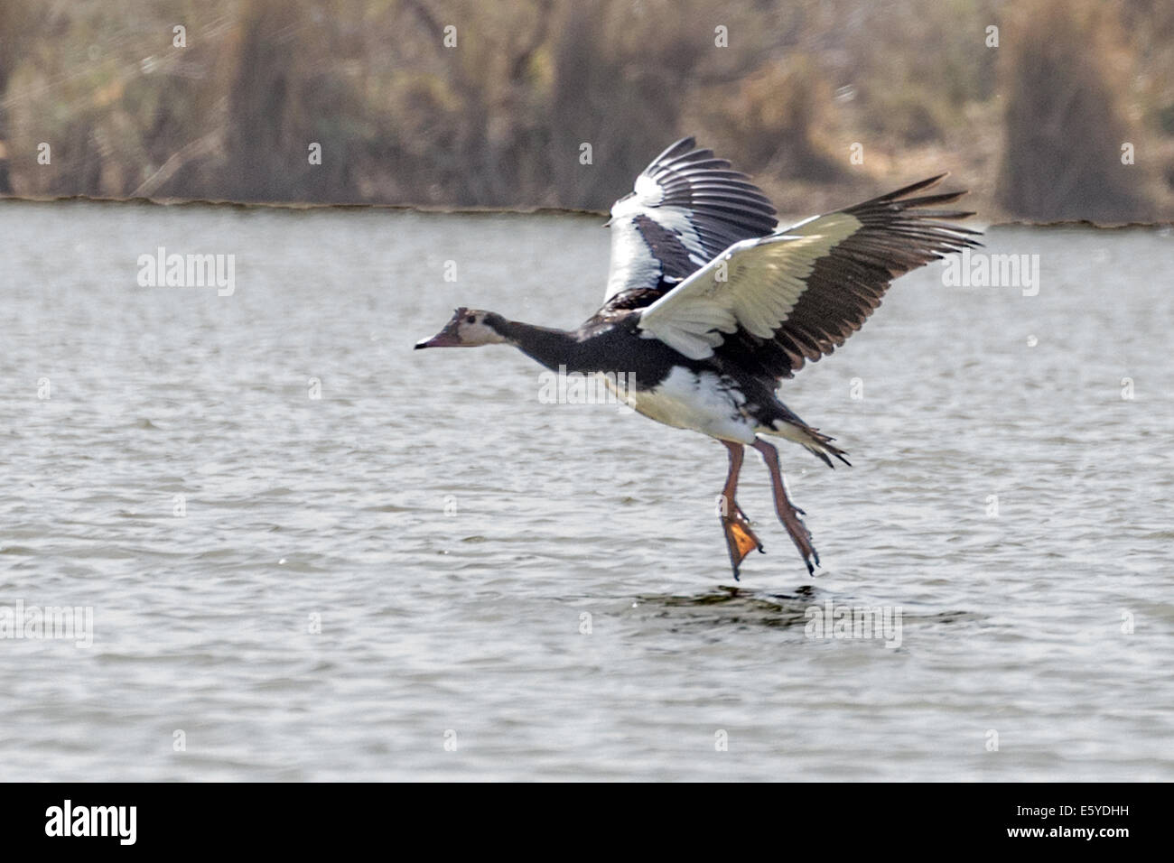 Spur-winged Goose aka Gambian Goose, Plectropterus gambensis, Djoudj ...