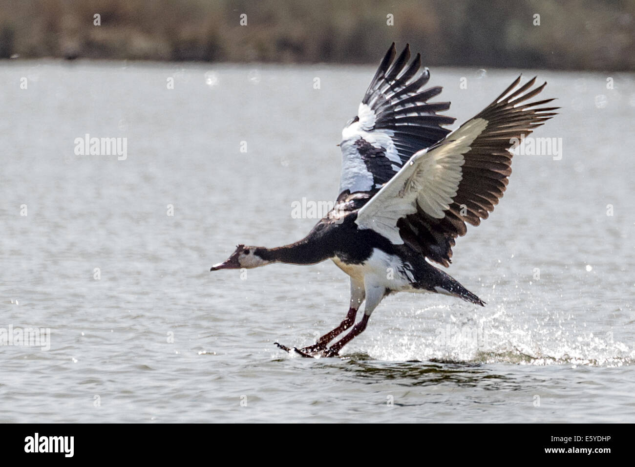 Spur-winged Goose aka Gambian Goose, Plectropterus gambensis, Djoudj ...