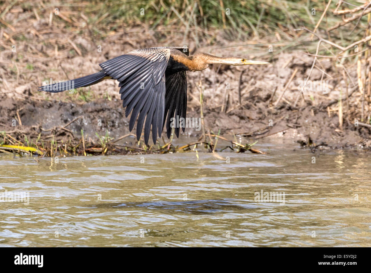 African Darter aka snake-bird, shark-bird, Anhinga, Anhinga rufa ...