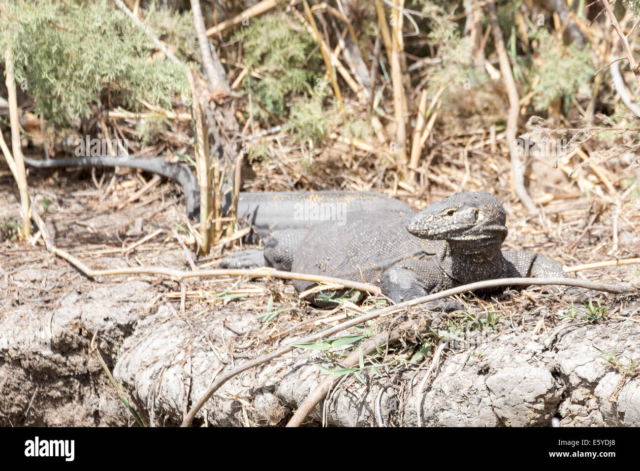 Nile monitor lizard, Varanus niloticus, Djoudj National Bird Sanctuary ...