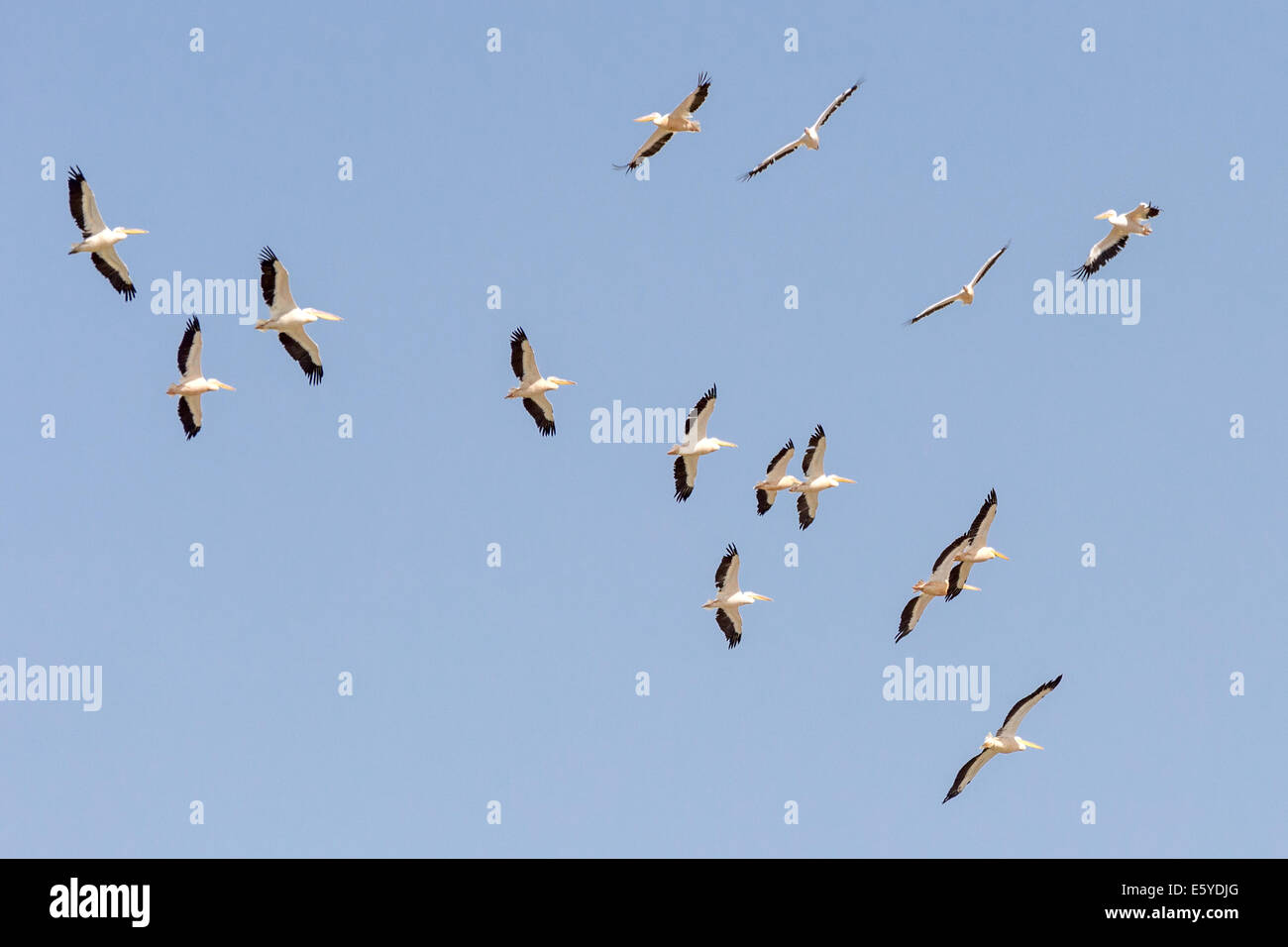 Flying using thermals, Great White Pelicans, aka eastern white pelican ...