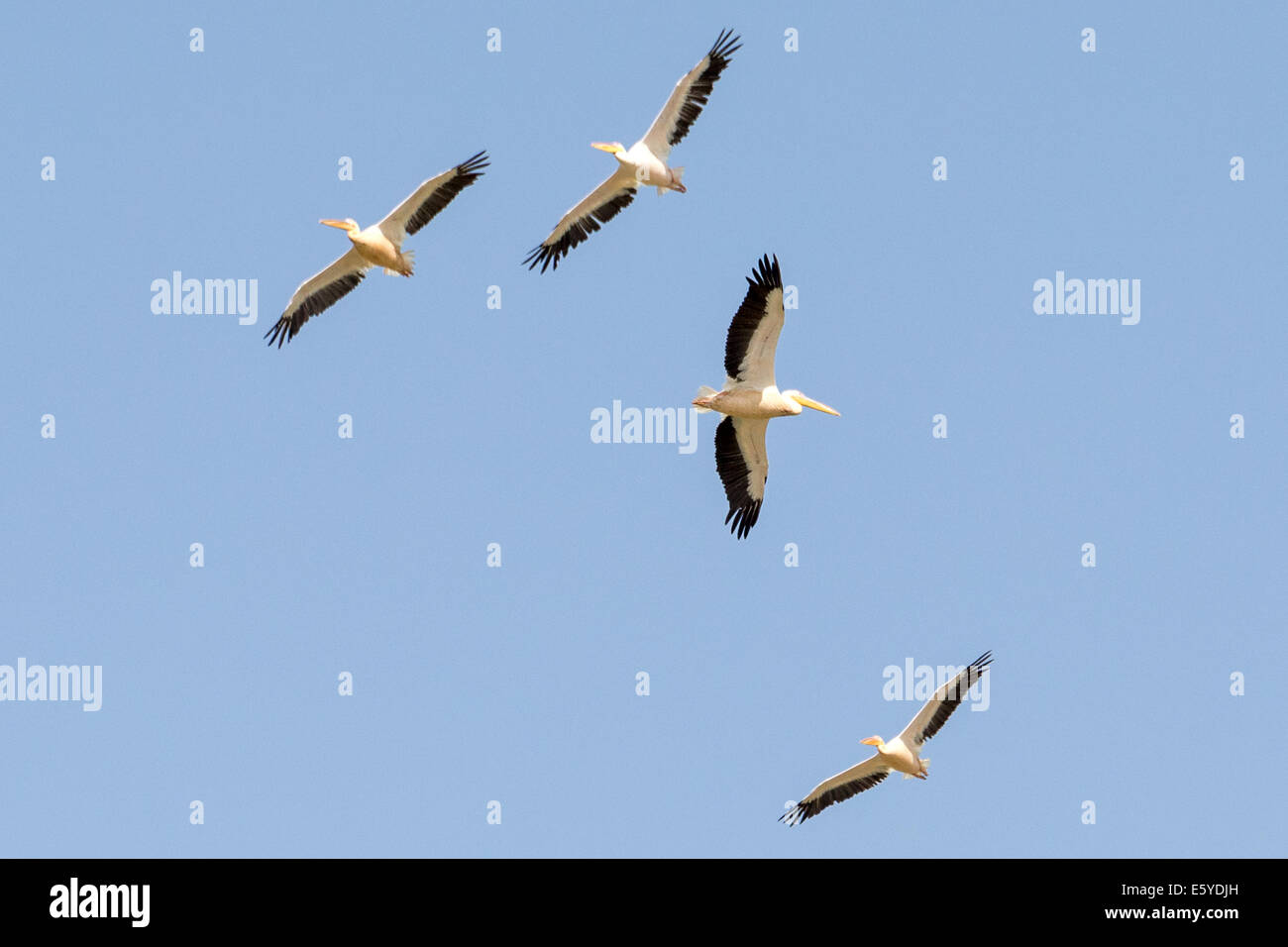 Flying using thermals, Great White Pelicans, aka eastern white pelican ...