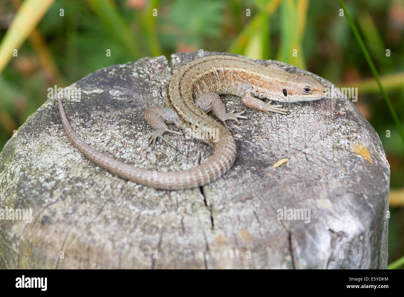 Common / Viviparous Lizard (Lacerta vivipara) basking on a fencepost ...