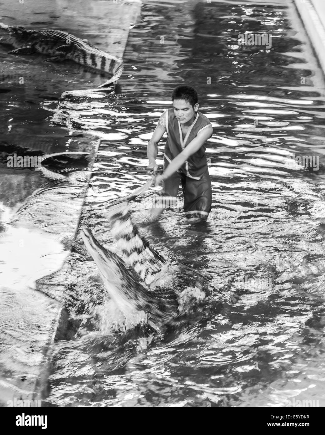 Crocodile show at Samphran Crocodile Farm on May 24, 2014 in Nakhon ...