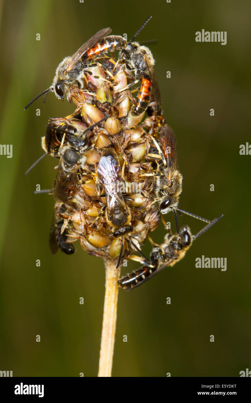 a cluster of small social bees (Lasioglossum calceatum / albipes ...