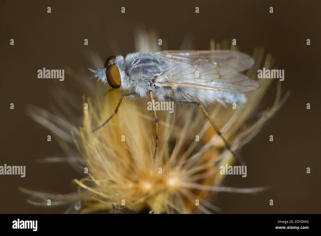Silver stiletto fly hi-res stock photography and images - Alamy