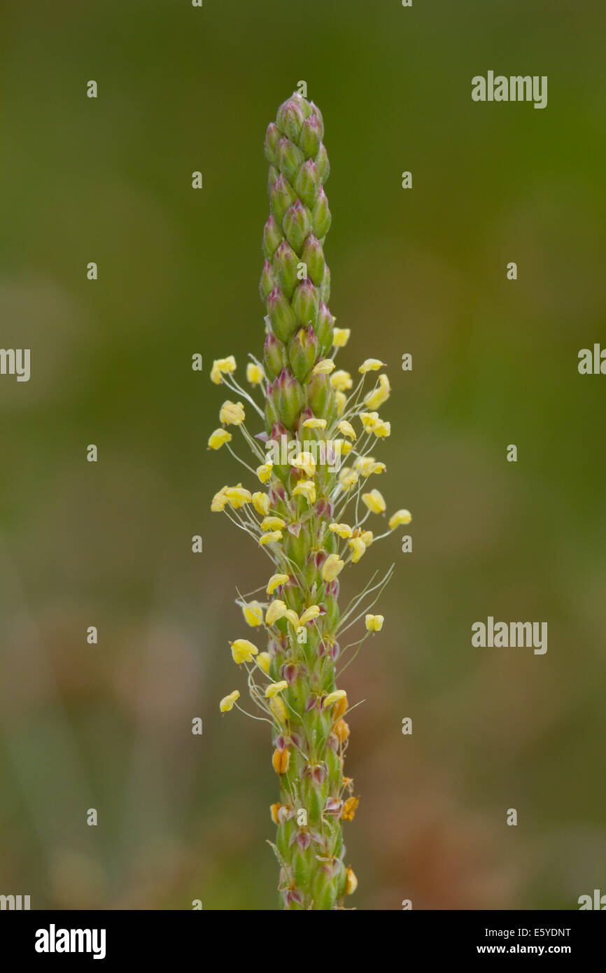Sea Plantain (Plantago maritima Stock Photo - Alamy
