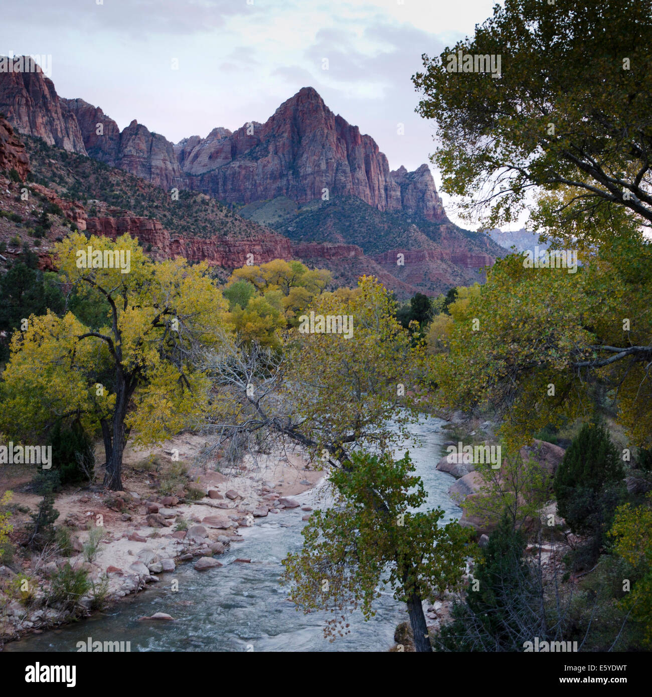 River flowing through a forest, Zion National Park, Utah, USA Stock ...