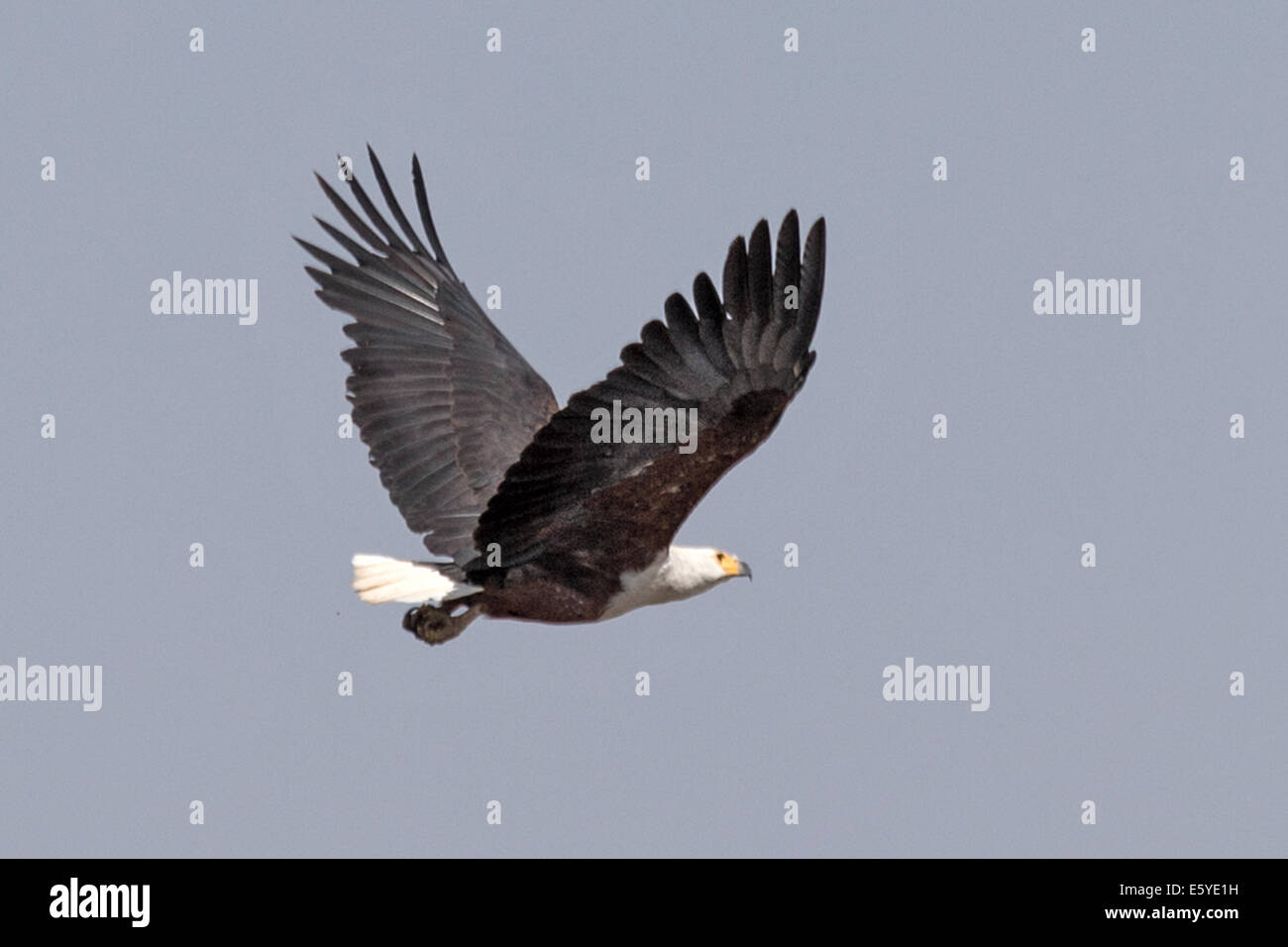 African Fish Eagle, Haliaeetus vocifer, aka African sea eagle, Djoudj ...