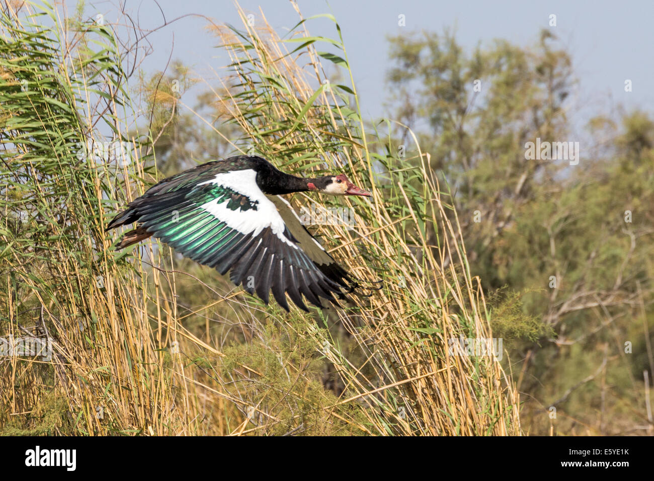 Spur-winged Goose aka Gambian Goose, Plectropterus gambensis, Djoudj ...