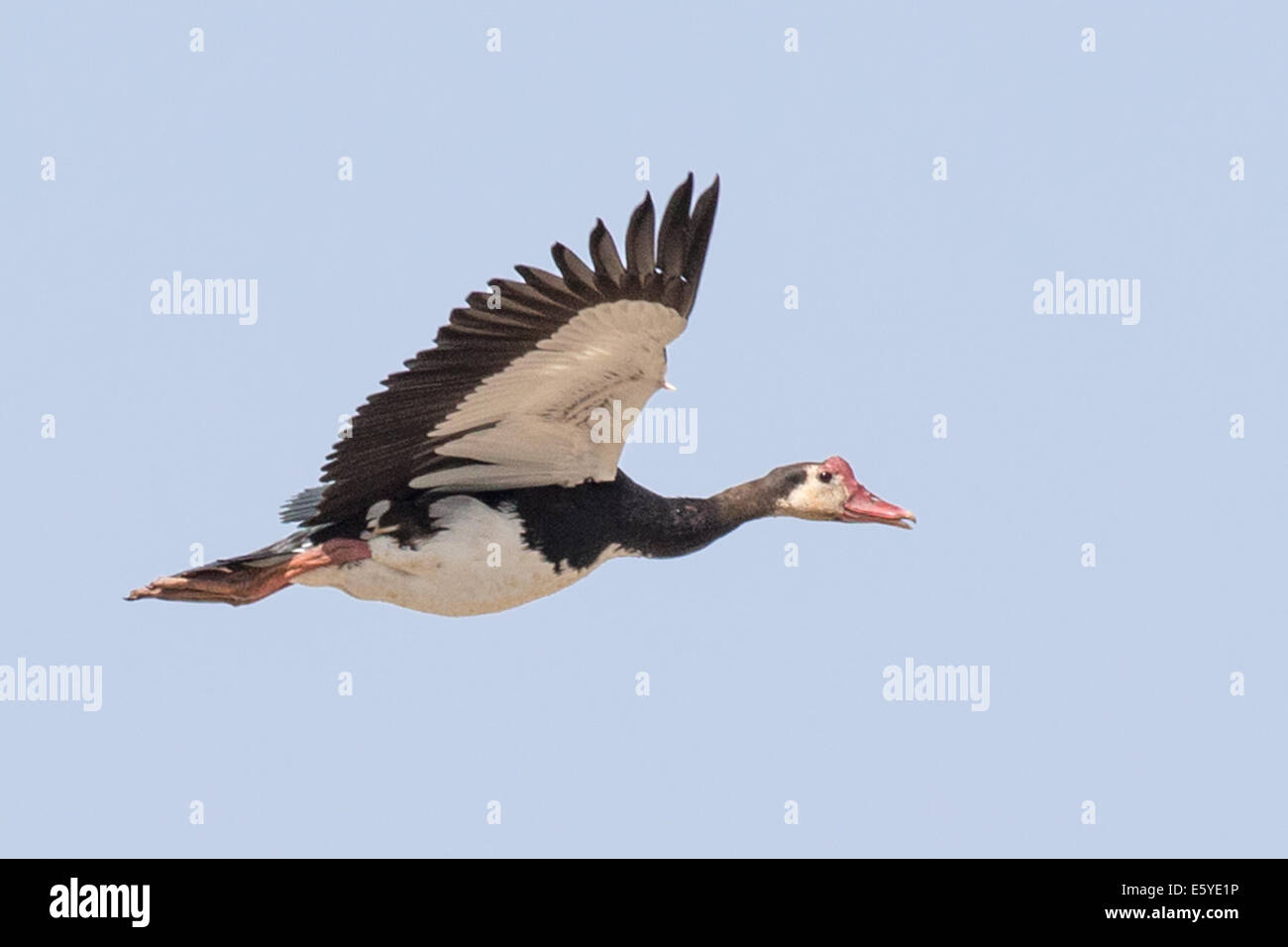 Spur-winged Goose aka Gambian Goose, Plectropterus gambensis, Djoudj ...