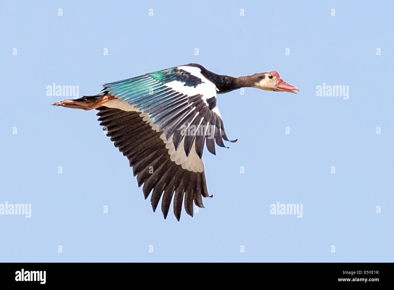 Spur-winged Goose aka Gambian Goose, Plectropterus gambensis, Djoudj ...