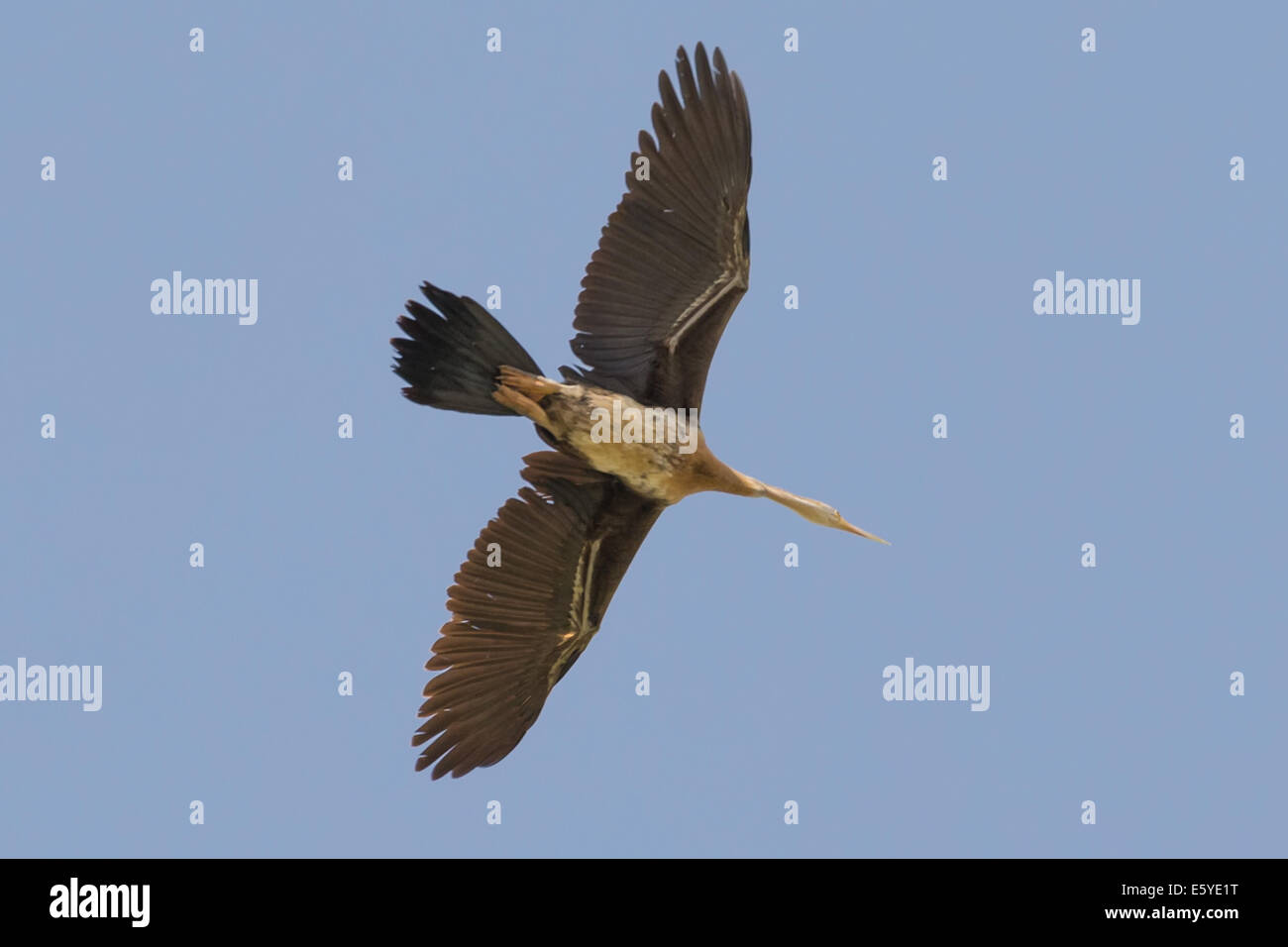 Flying bird with snake hi-res stock photography and images - Alamy