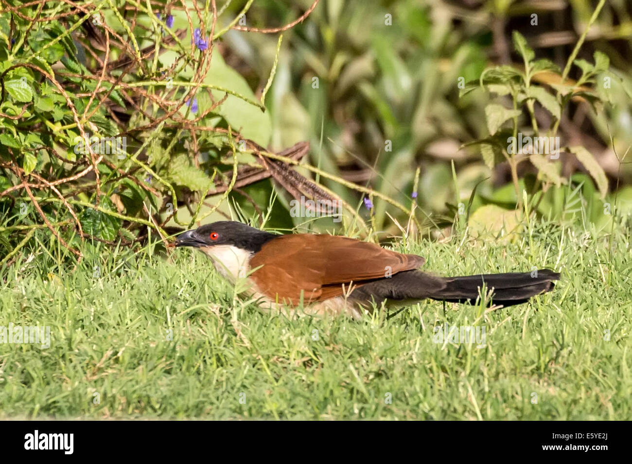 Senegal coucal centropus senegalensis hi-res stock photography and ...
