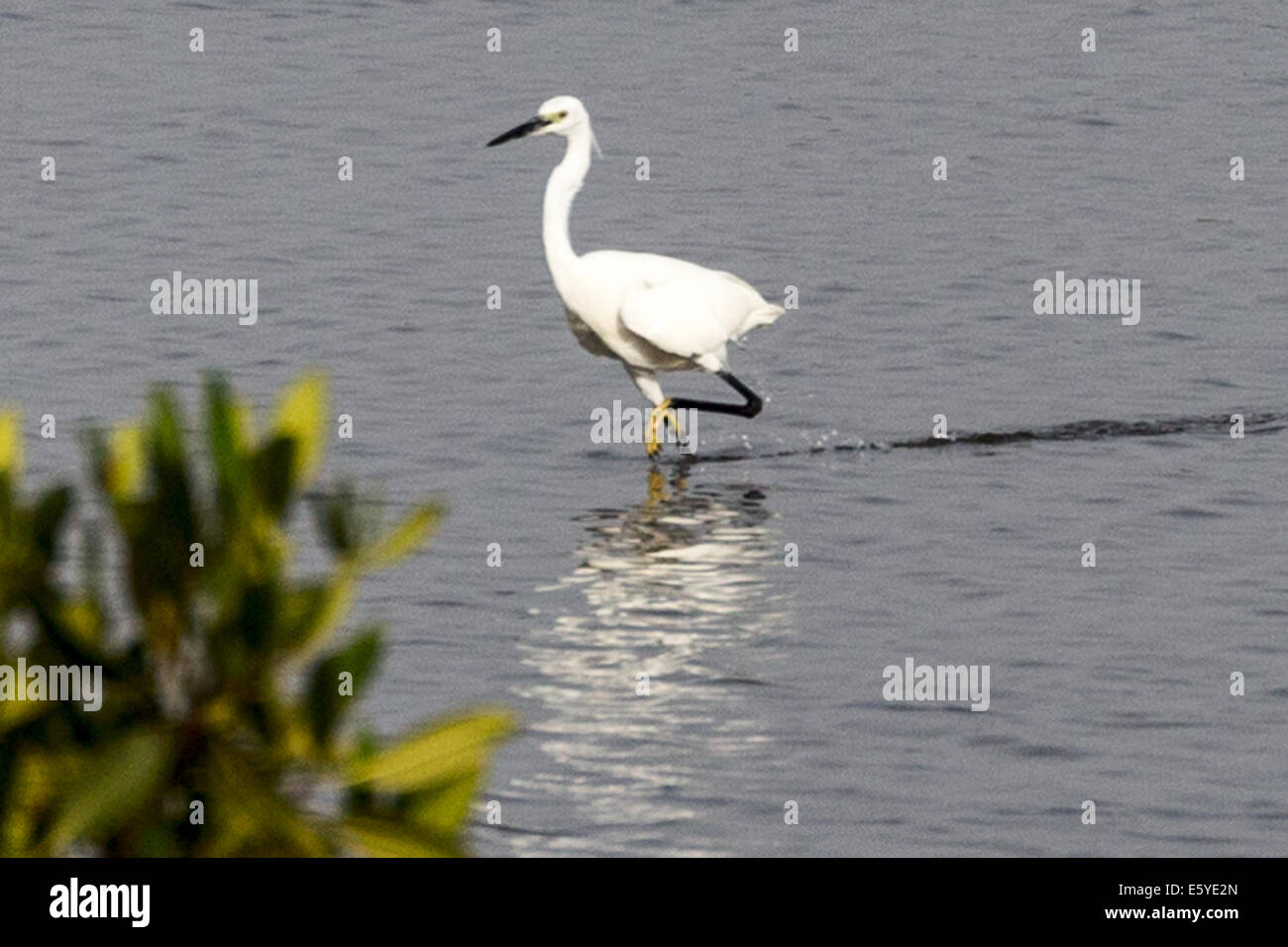Great egret,Ardea alba, aka common egret, large egret, great white ...
