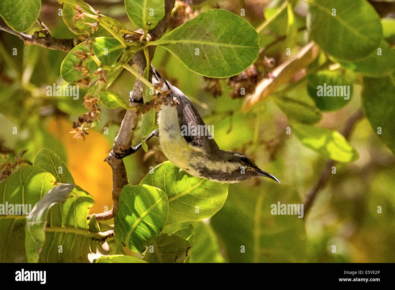 Female, variable sunbird aka yellow-bellied sunbird, Cinnyris venustus ...