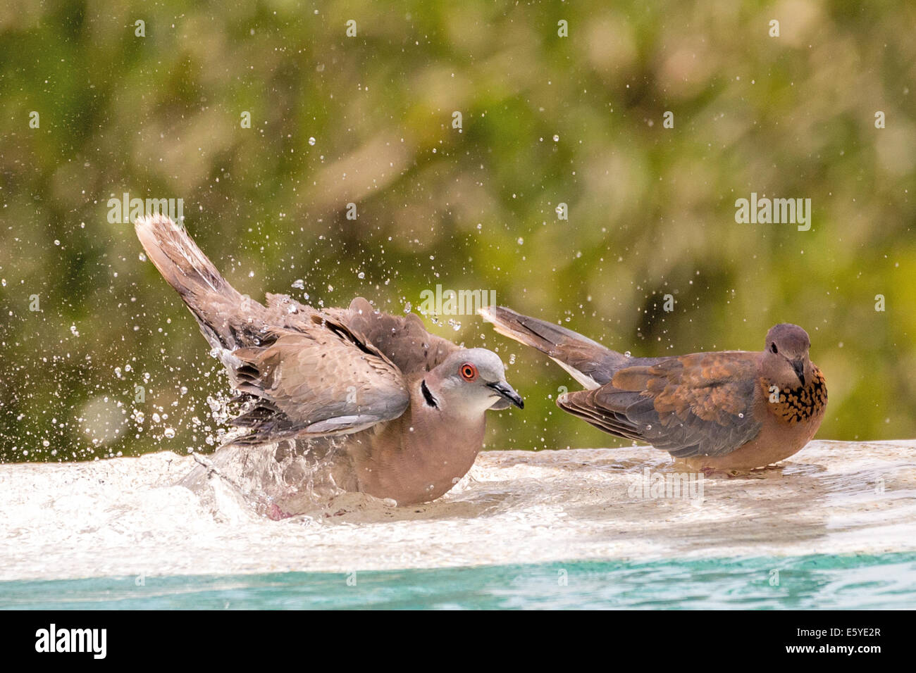 Mourning collared dove/African mourning dove,Streptopelia decipiens ...