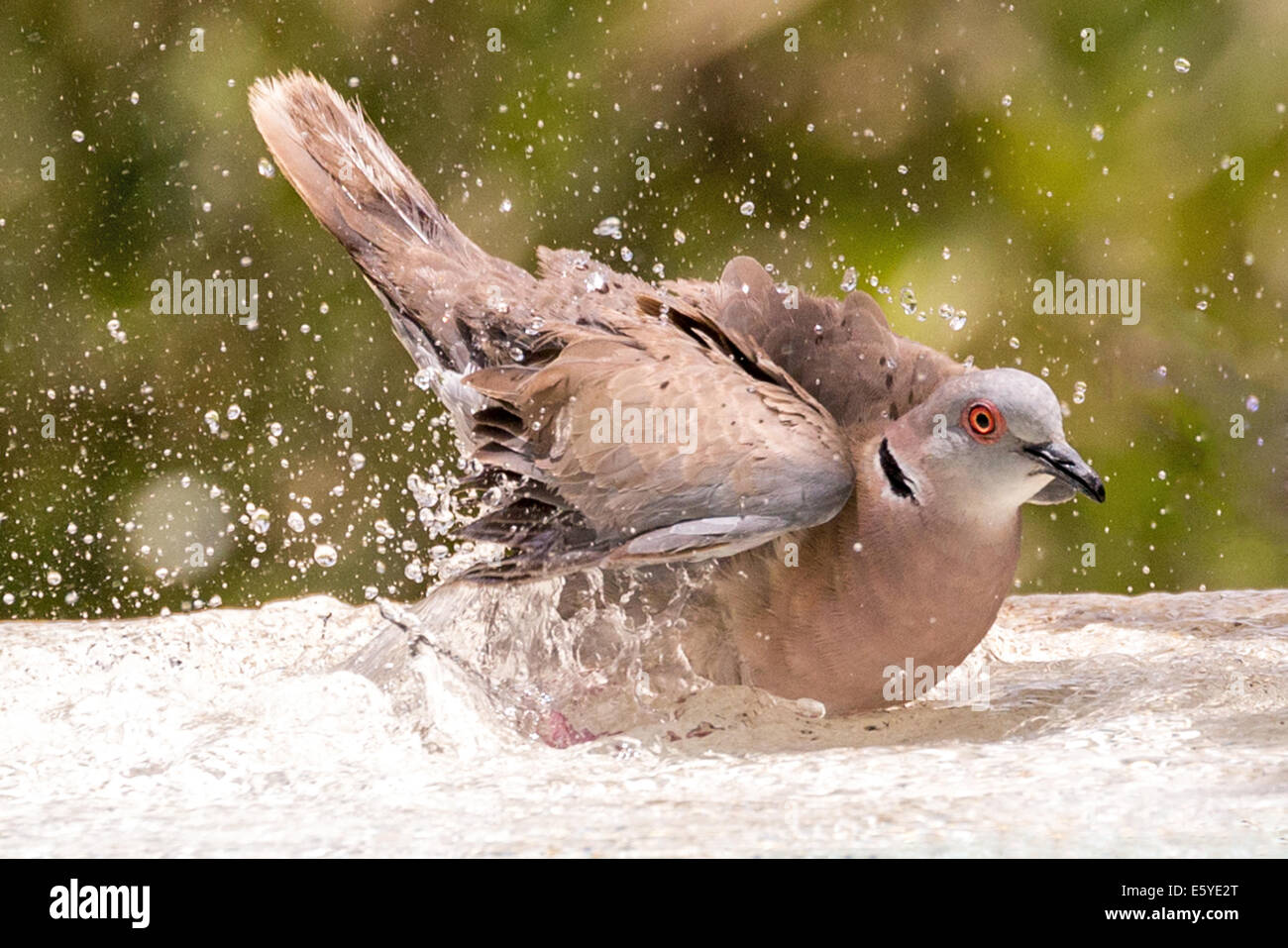 Mourning collared dove or African mourning dove, Streptopelia decipiens ...