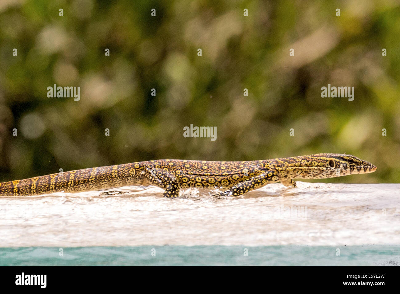 Nile monitor lizard, Varanus niloticus, by swimming pool, Fimela, Sine ...