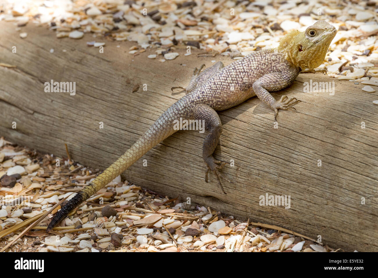 Male, Agama africana, West African Rainbow Lizard, Fimela, Sine Saloum ...