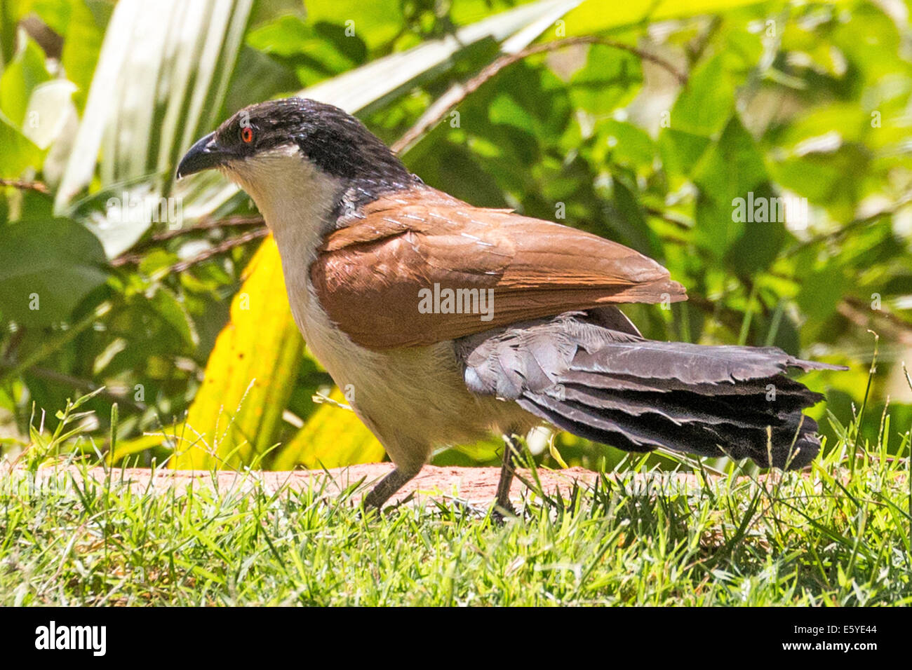 Senegal coucal centropus senegalensis hi-res stock photography and ...