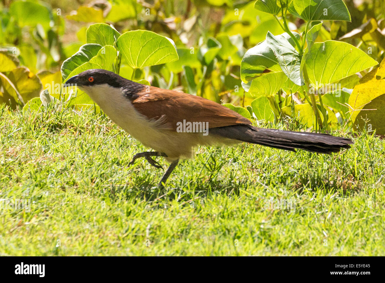 Centropus senegalensis hi-res stock photography and images - Alamy