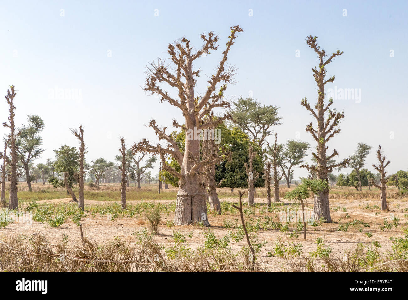 Young Baobab trees; Views along road to Dakar, Senegal Stock Photo - Alamy