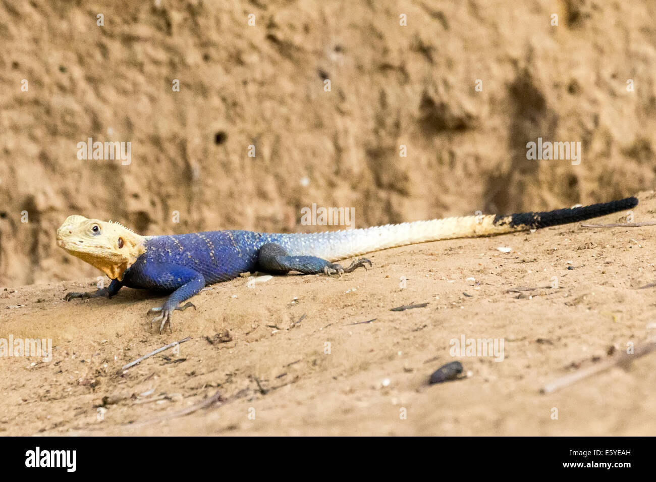West african rainbow lizard hi-res stock photography and images - Alamy