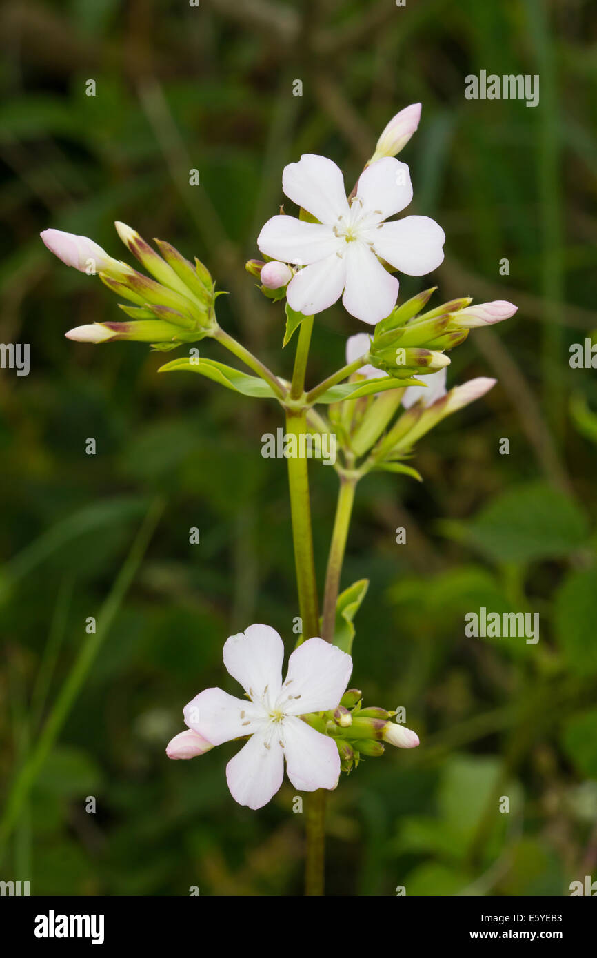 Soapwort (Saponaria officinalis Stock Photo - Alamy