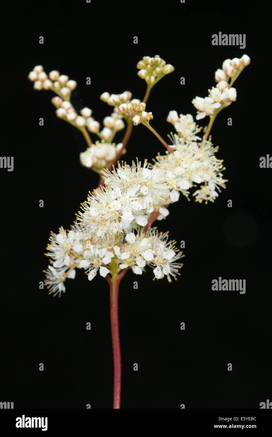 Meadowsweet (Filipendula ulmaria Stock Photo - Alamy