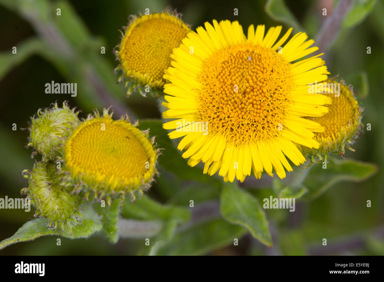 Pulicaria hi-res stock photography and images - Alamy