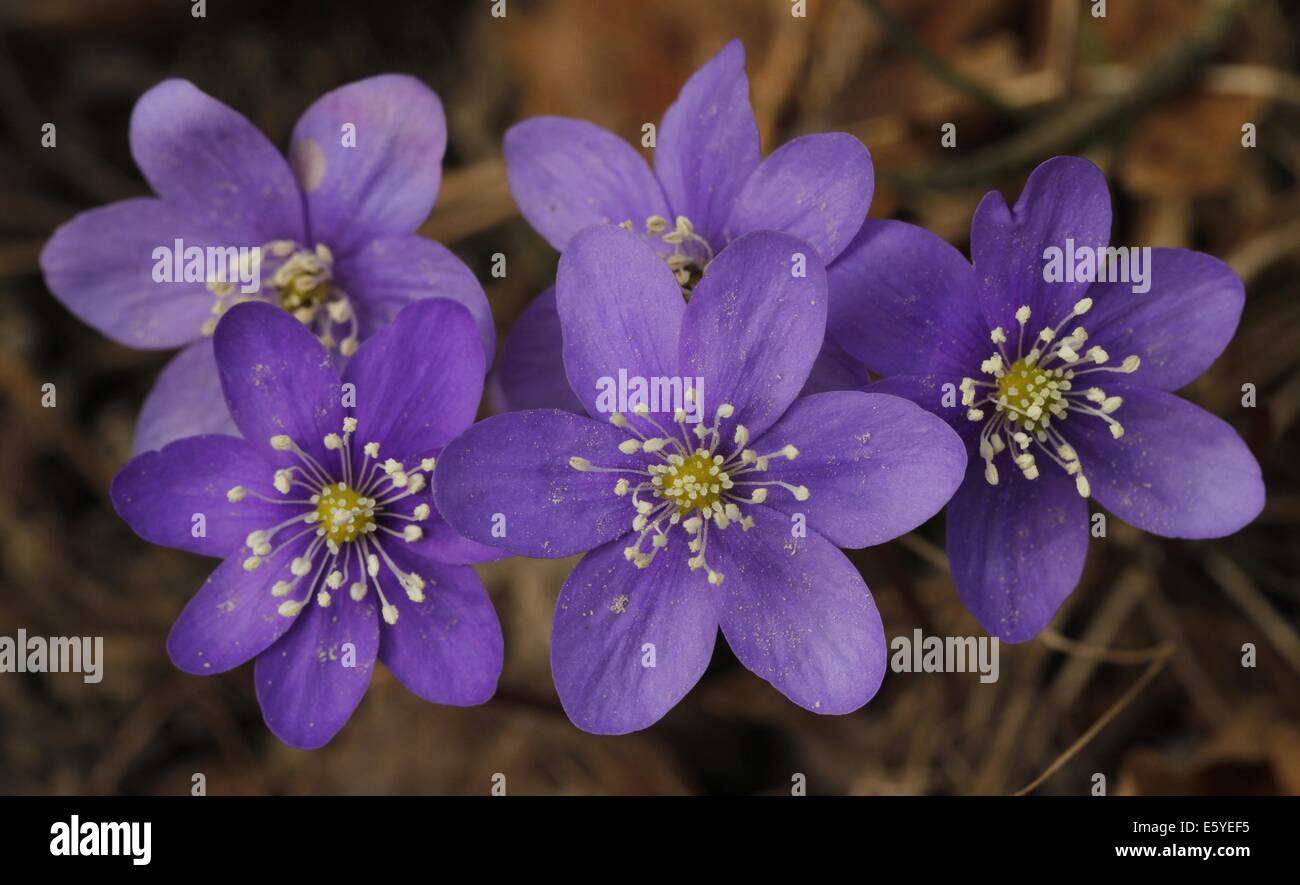 Flowers of the Common hepatica, Anemone hepatica Stock Photo - Alamy