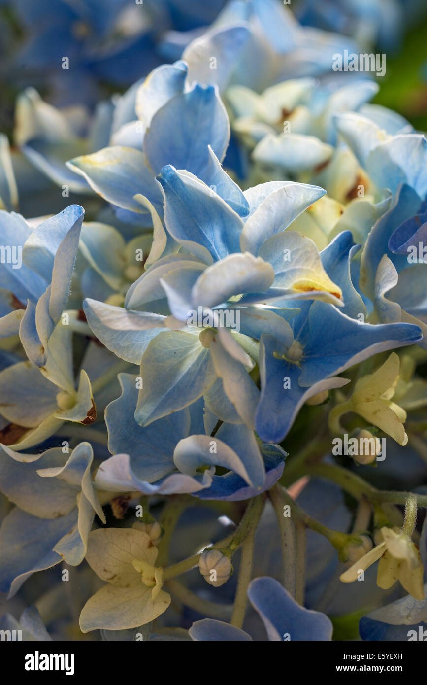 close-up of blue hydrangea Stock Photo - Alamy