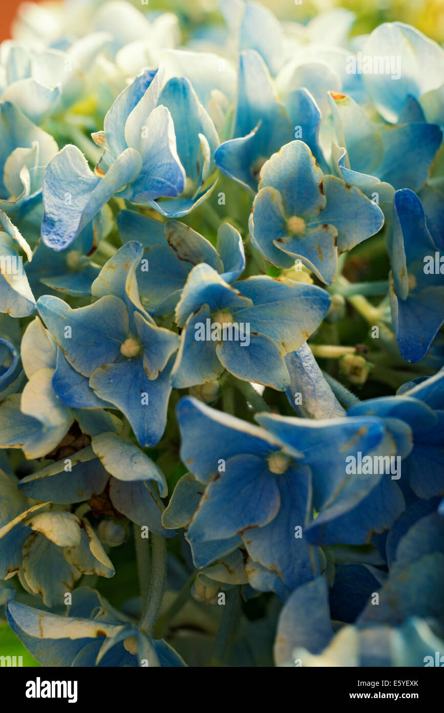 close-up of blue hydrangea Stock Photo - Alamy